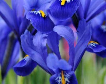 blue flag iris bulbs