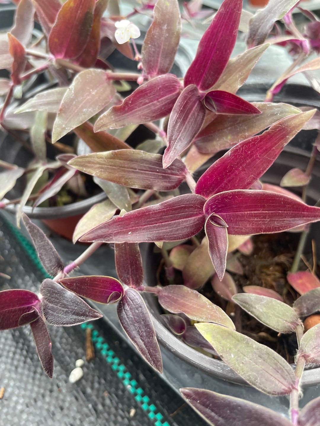 Tradescantia Gibasis 'jose Puig' Rare Dark - Etsy