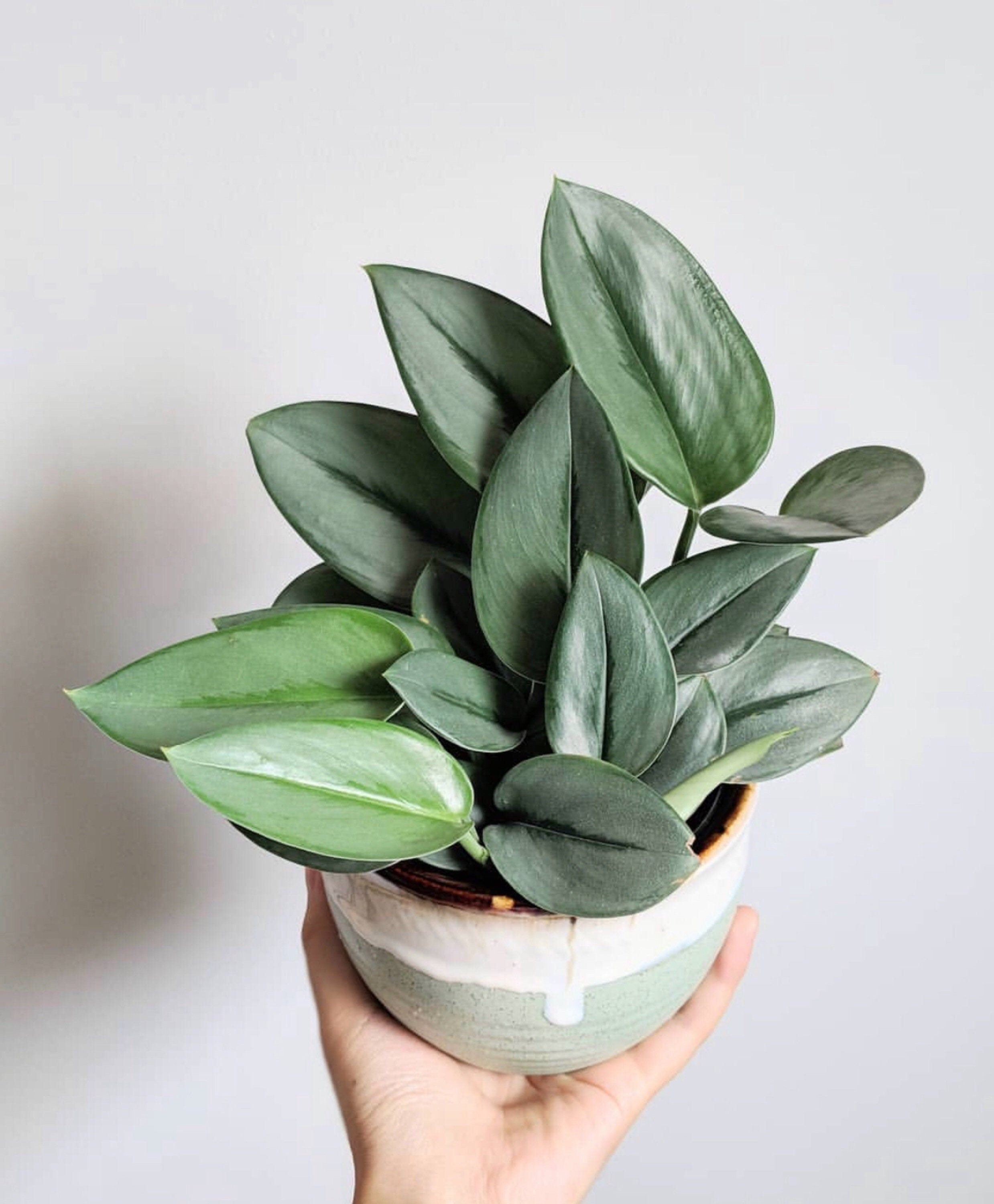 Scindapsus treubii 'Moonlight' rare pothos plant | Etsy