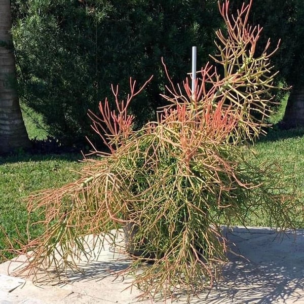 Fire Sticks Succulent - Etsy