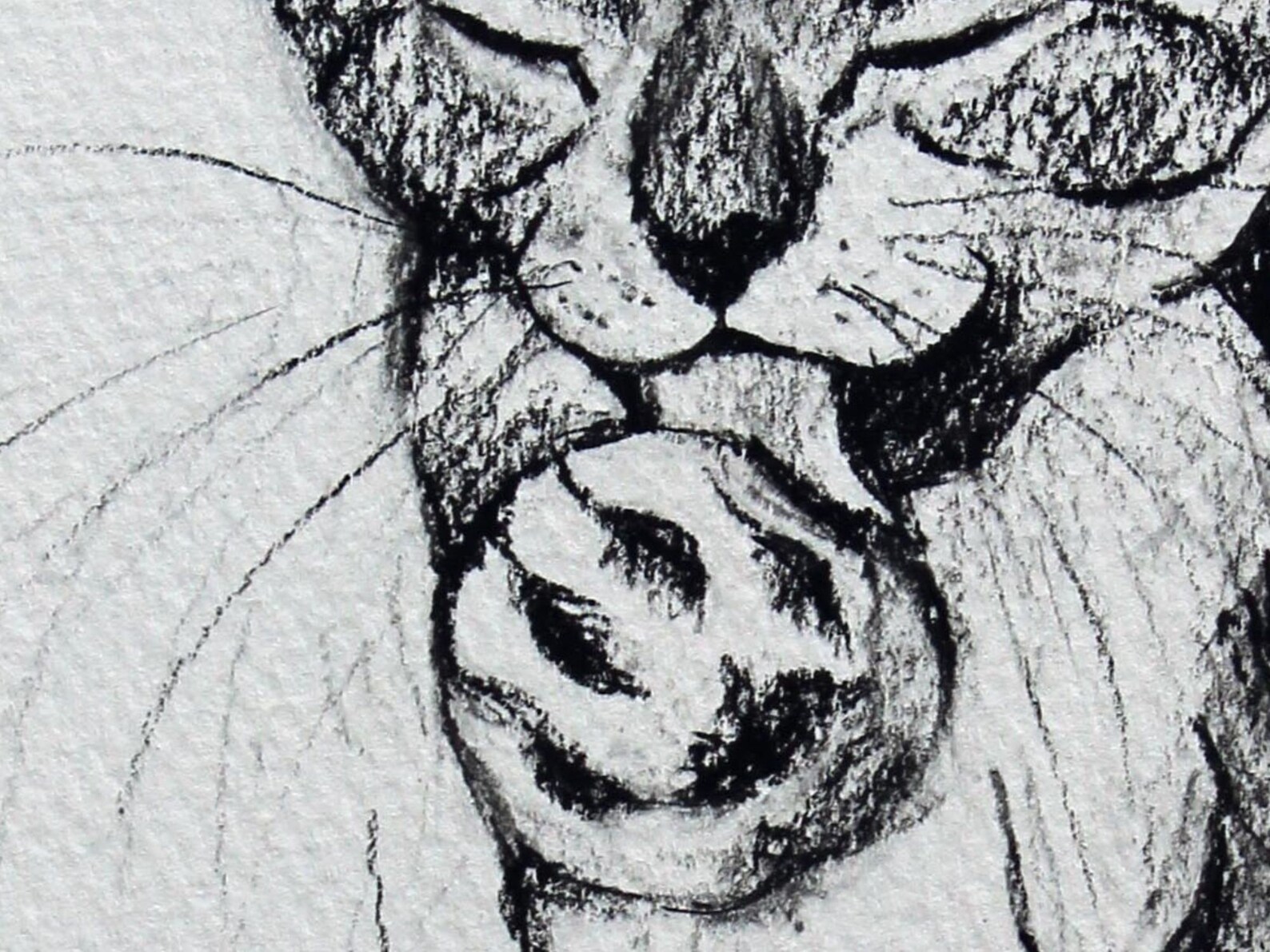 Original Charcoal Drawing of Baby Tux Kitten Black White Piebald Cat ...