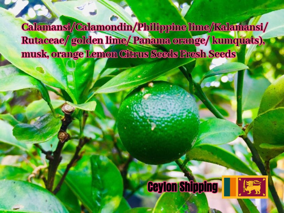 Calamansi/calamondin/philippine Lime/kalamansi/ Rutaceae/ Golden Lime ...