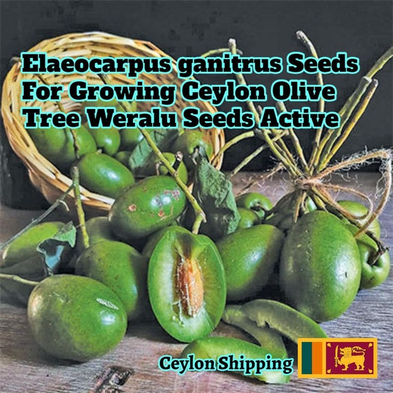 Elaeocarpus Ganitrus Seeds for Growing Ceylon Olive Tree - Etsy