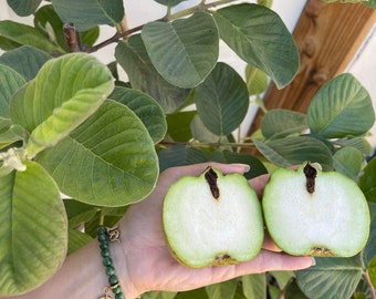 Seedless Guava Tree - Etsy