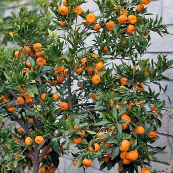 When Does A Kishu Mature