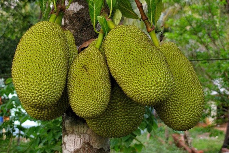 Mit Uot Cheena Jackfruit Tree Grafted Tree Get Fruit Soon - Etsy
