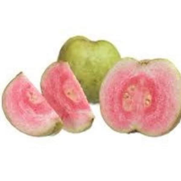 Seedless Guava Tree - Etsy