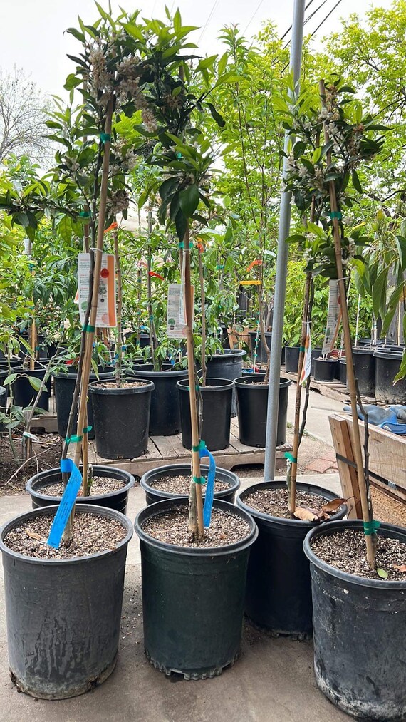 A Guide To Container Sizes- Tree Sizes For Instant Impact, 49% OFF