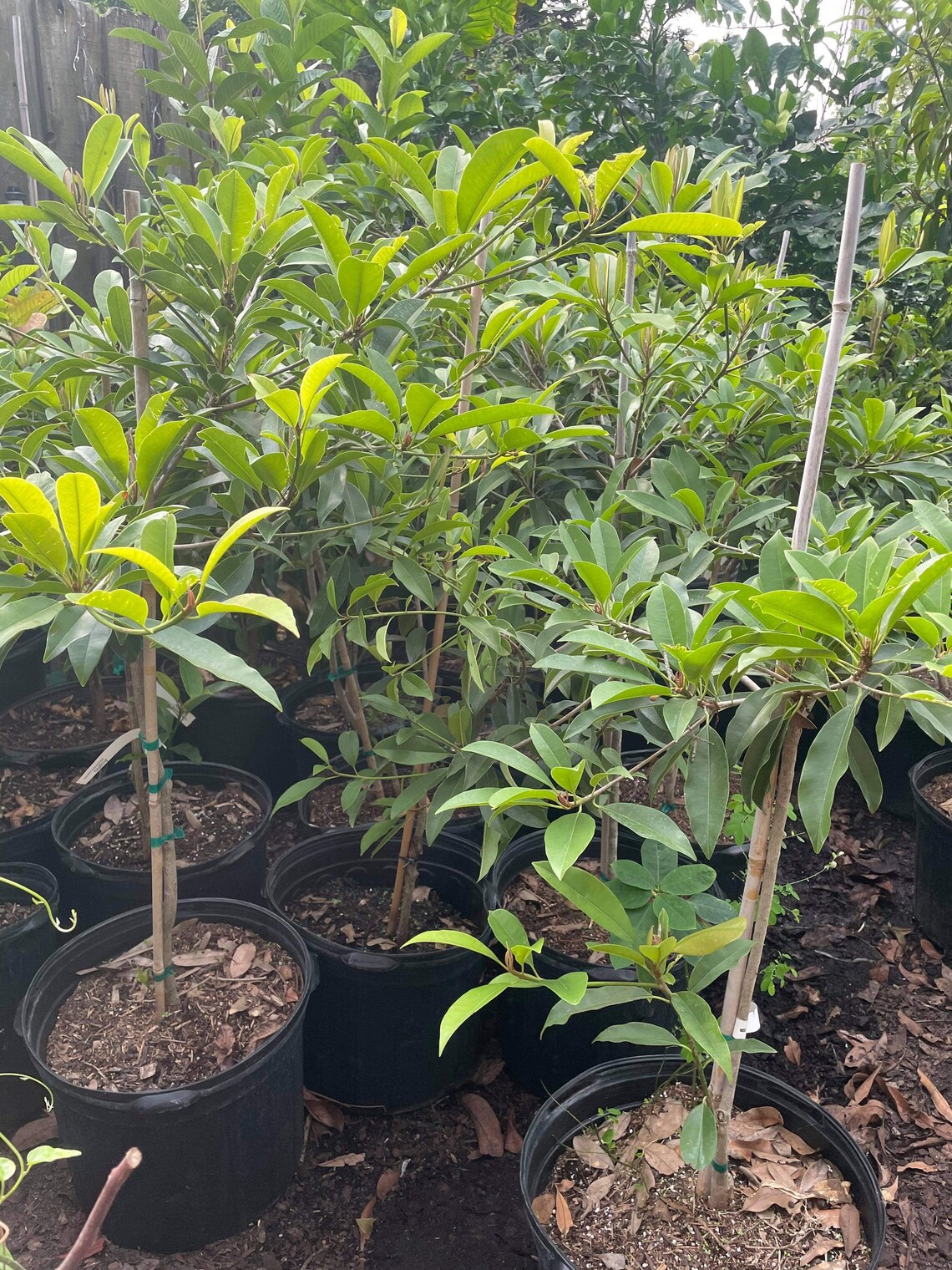 Alano Sapodila 5 Gallon Pot. Grafting Tree Will Have Fruit | Etsy