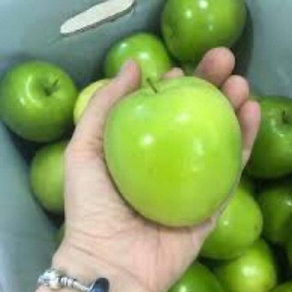 Thai Giant Jujube Tree - Etsy