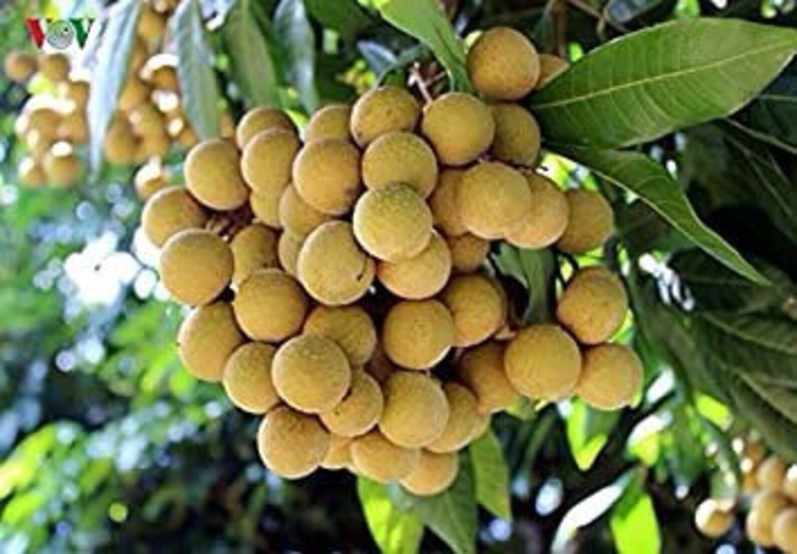 Kohala Longan Hawaii Longan 3gallon Airlayer Tree | Etsy