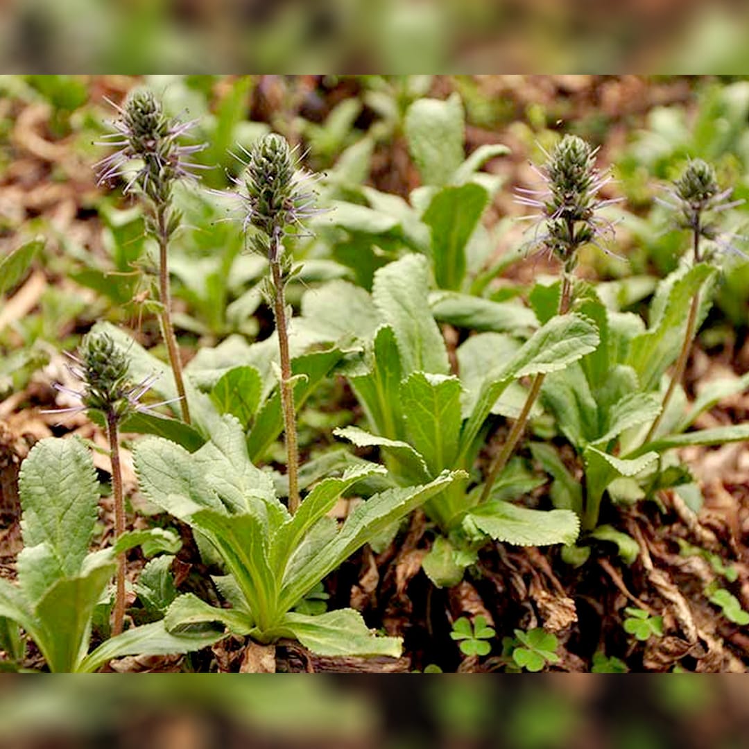 Rare Fresh Seeds Picrorhiza Kurroa Katuki Katuka Bitter-root - Etsy