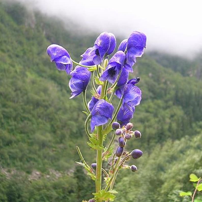 Aconitum Heterophyllum Seeds Ranunculaceae Aconite Indian Atees Ativisha Aruna Atish Ayurvedic ...