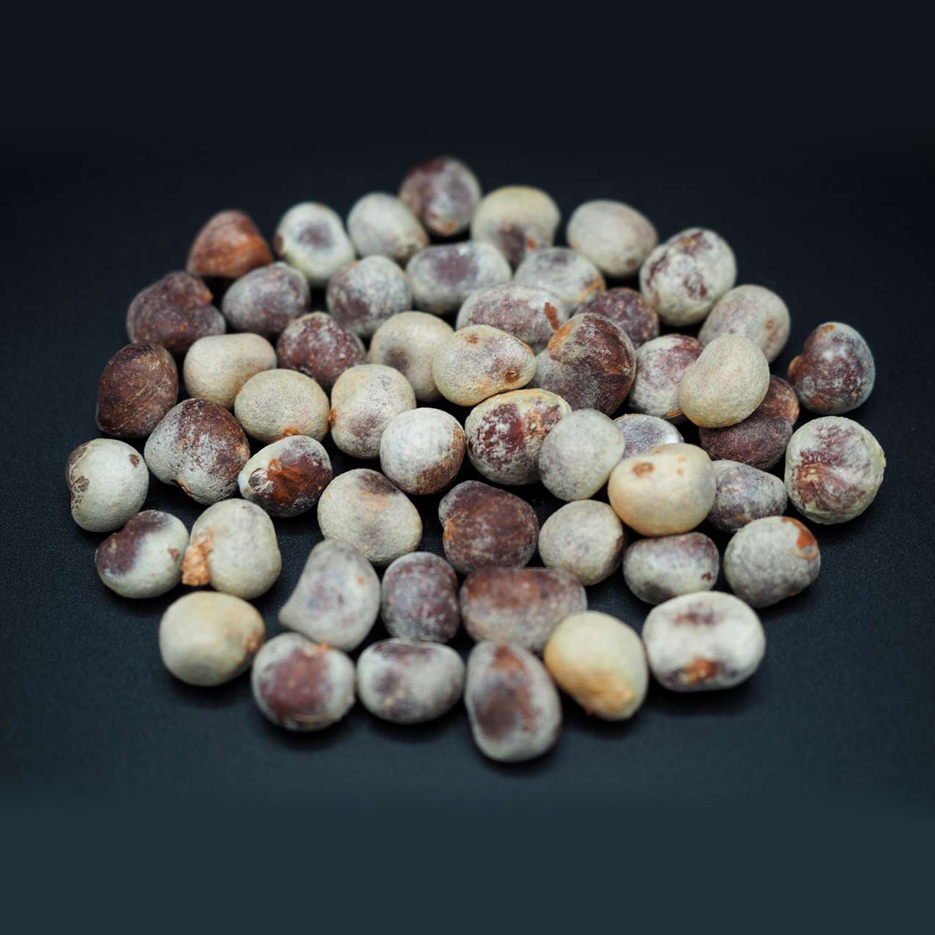 Very Rare Trees 5 Seeds of 'adansonia Grandidieri' - Etsy