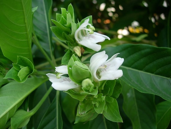 Justicia Adhatoda Malabar Nut Vasaka Dried Tree Bark Pure - Etsy