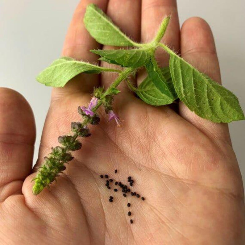 Fresh Seeds 2000pcs Ocimum Sanctum Seeds, Holy Plant Seeds, Tulsi Seeds ...