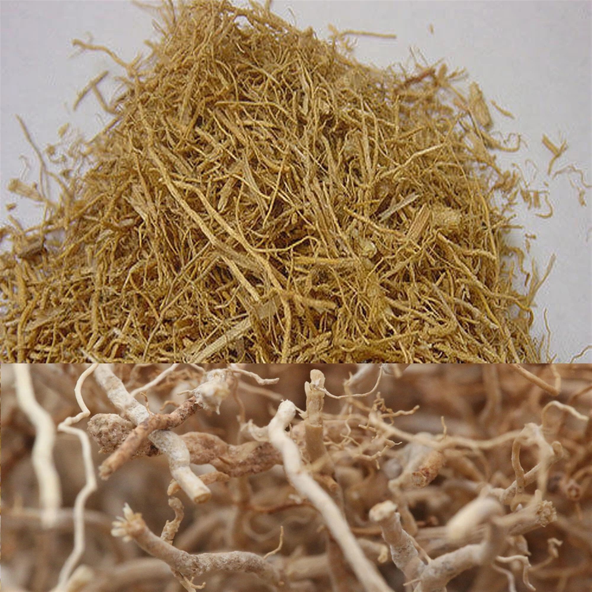 Vetiveria Odorata Vetiver Chrysopogon Zizanioides - Etsy