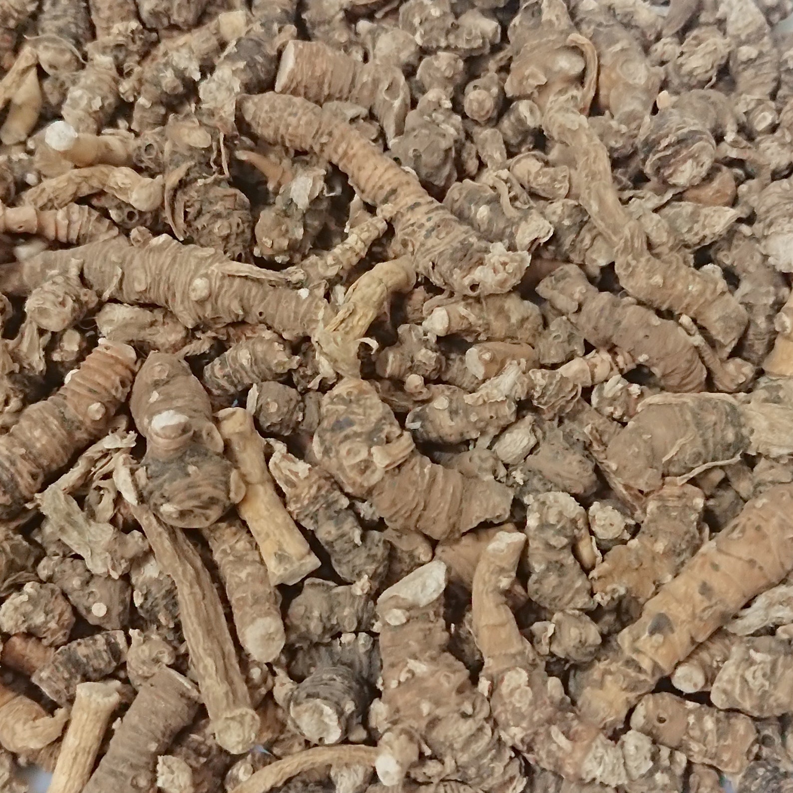 Aconitum Heterophyllum Dried Stem & Roots Dehydrated | Etsy UK