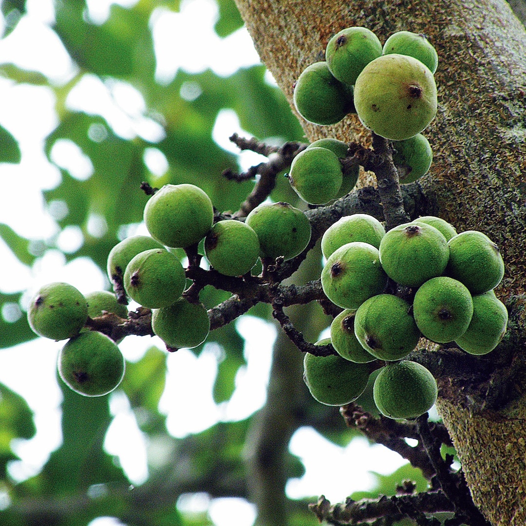 Fresh Seeds Ficus Racemosa Tree Cluster Fig 500 Seeds Indian - Etsy