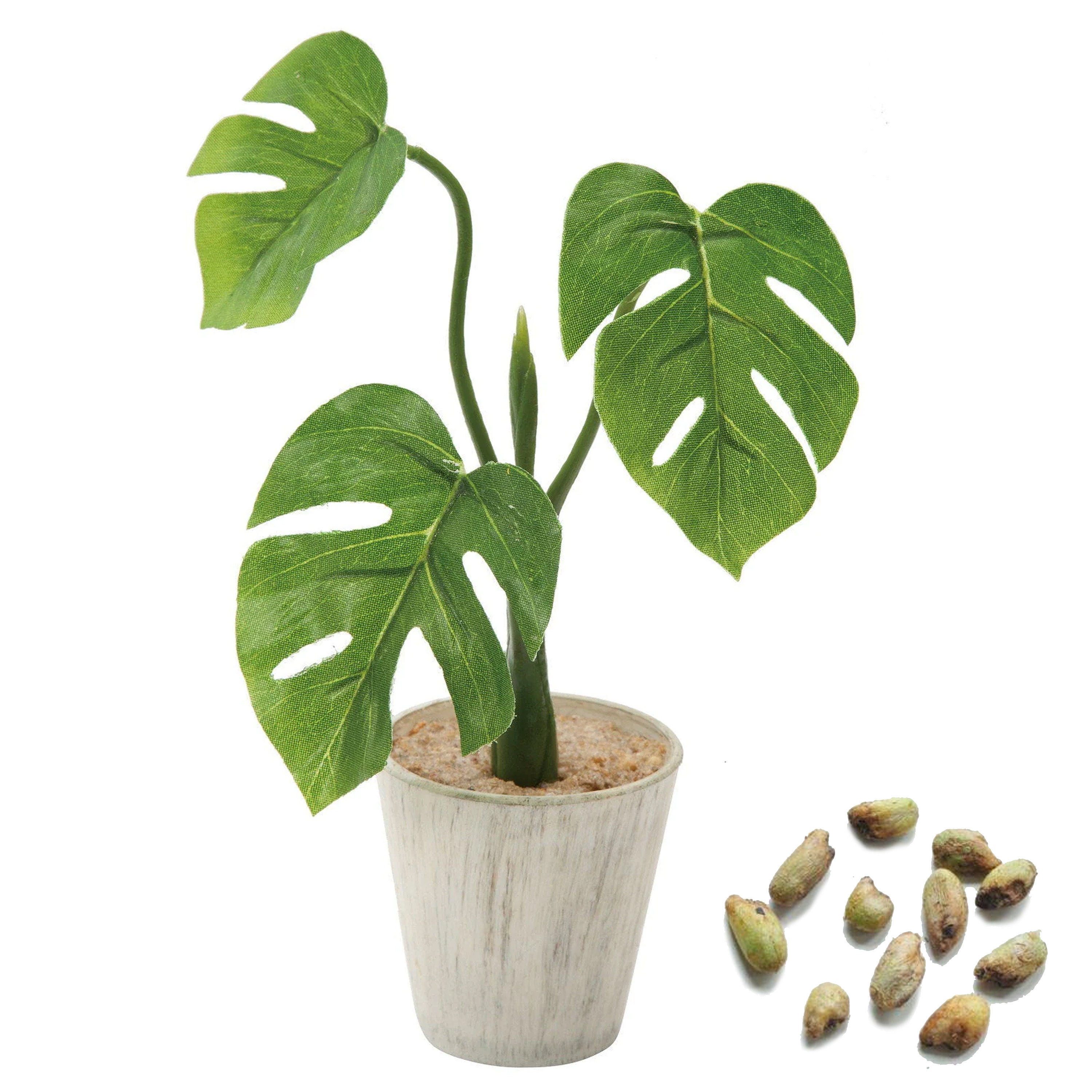 Monstera Rhaphidophora Tetrasperma 'ginny Plant' Fresh Seeds Rare ...