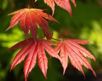 Seeds for Planting Acer Tegmentosum Manchu Striped Maple - Etsy