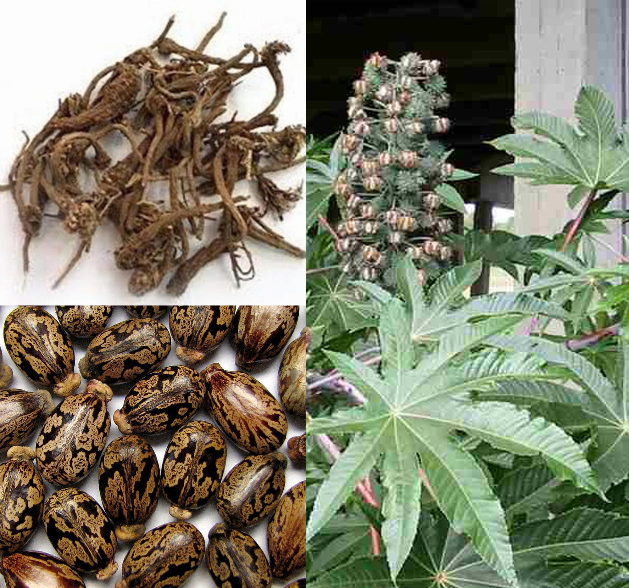 Ricinus Communis Castor Dried Roots Palman Christi Wonder Tree Arandi ...