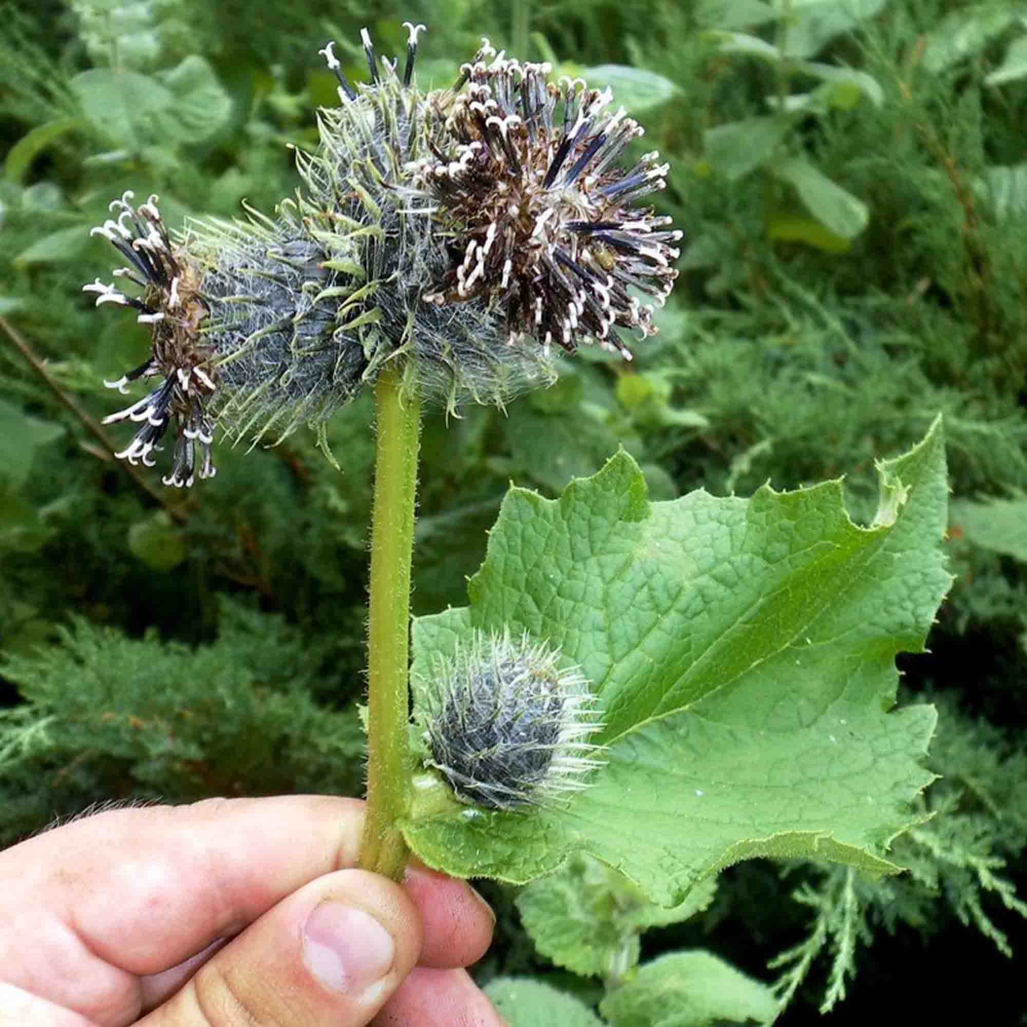 Rare Fresh Seeds Saussurea Lappa Costus Kushta Kuth Saw Wort Snow Lotus ...