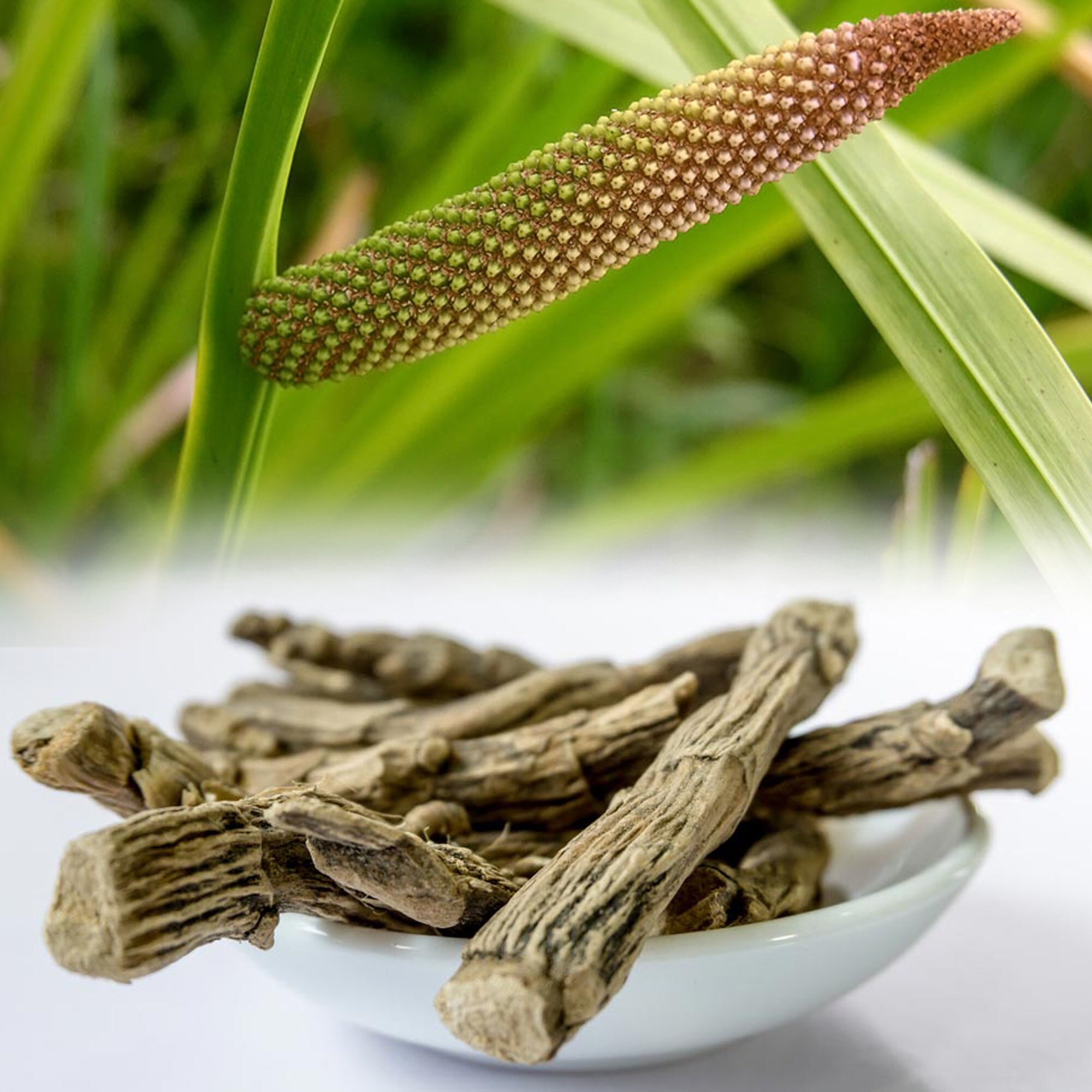 Flagroot acorus Calamus Dried Root Dehydrated Organic - Etsy UK