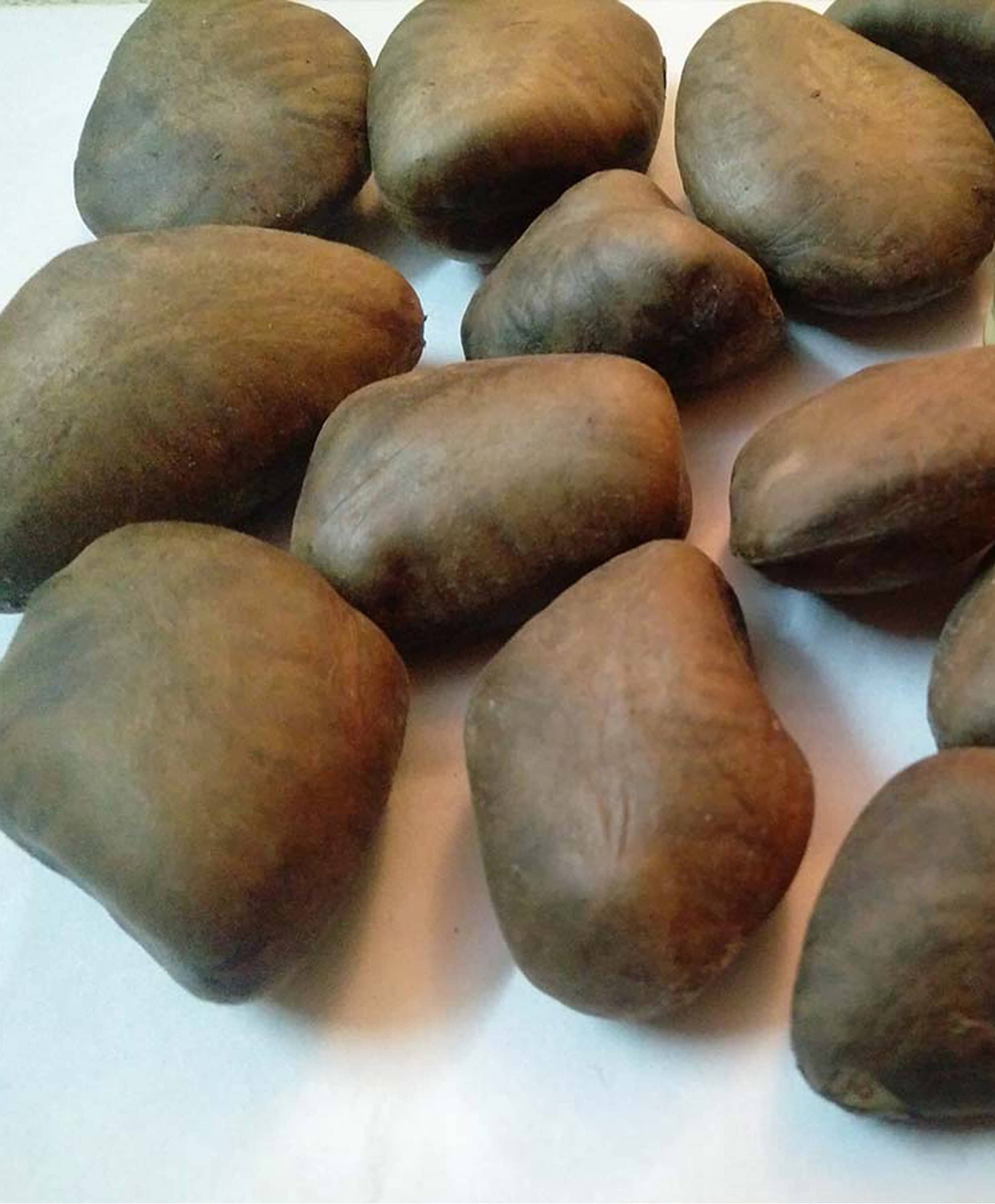 Fresh Seeds Saraca Indica - Ashoka Tree Sorrowless Tree Gapis Saraca ...