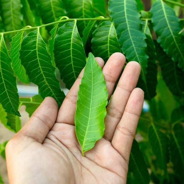 Fast Growing Trees - Etsy