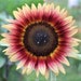 Seeds Pink Sunflowers Rare Planting Sunflower Garden Bonsai Flower ...