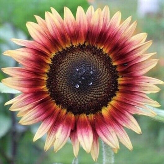 Seeds Pink Sunflowers Rare Planting Sunflower Garden Bonsai Flower ...