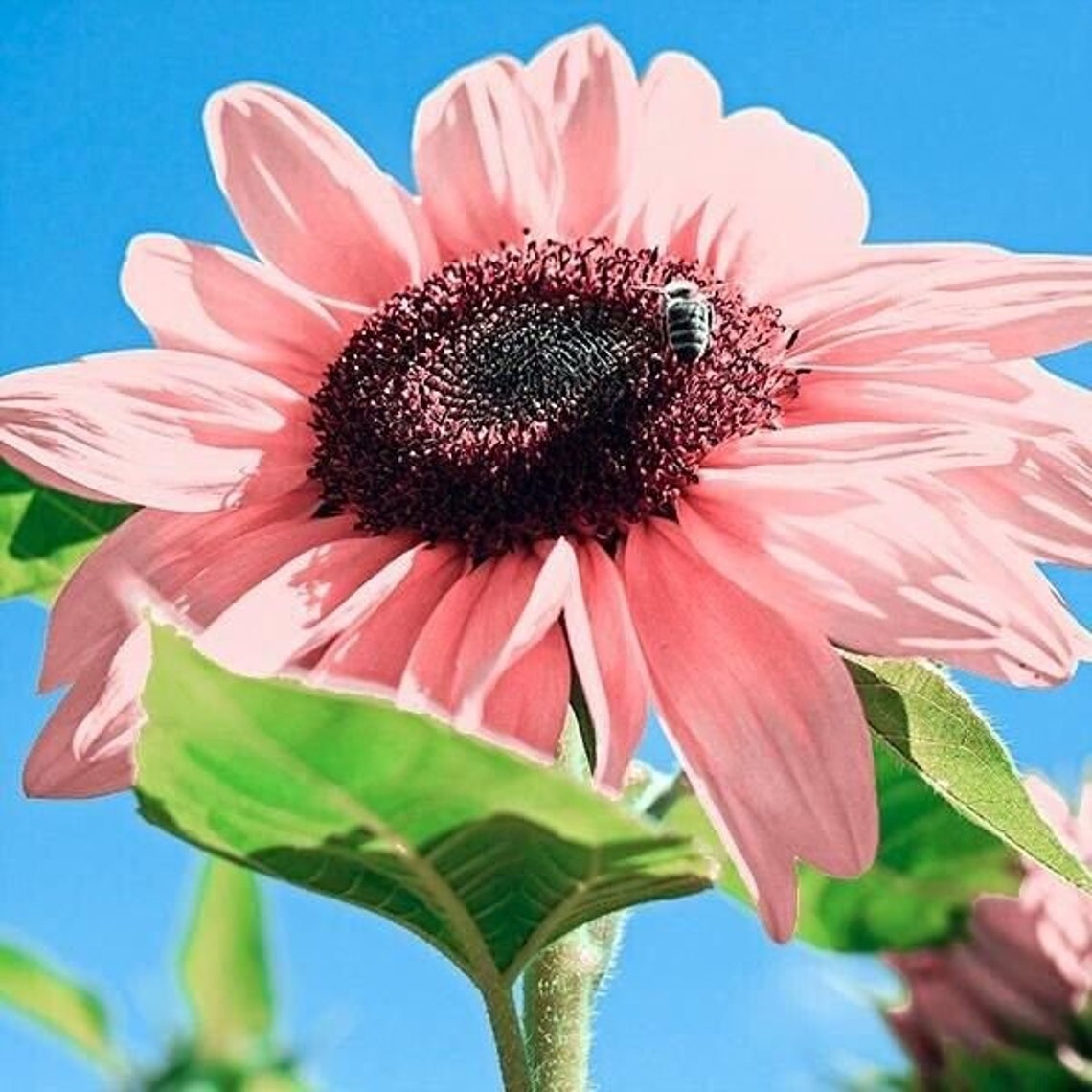 Seeds Pink Sunflowers Rare Planting Sunflower Garden Bonsai Flower ...