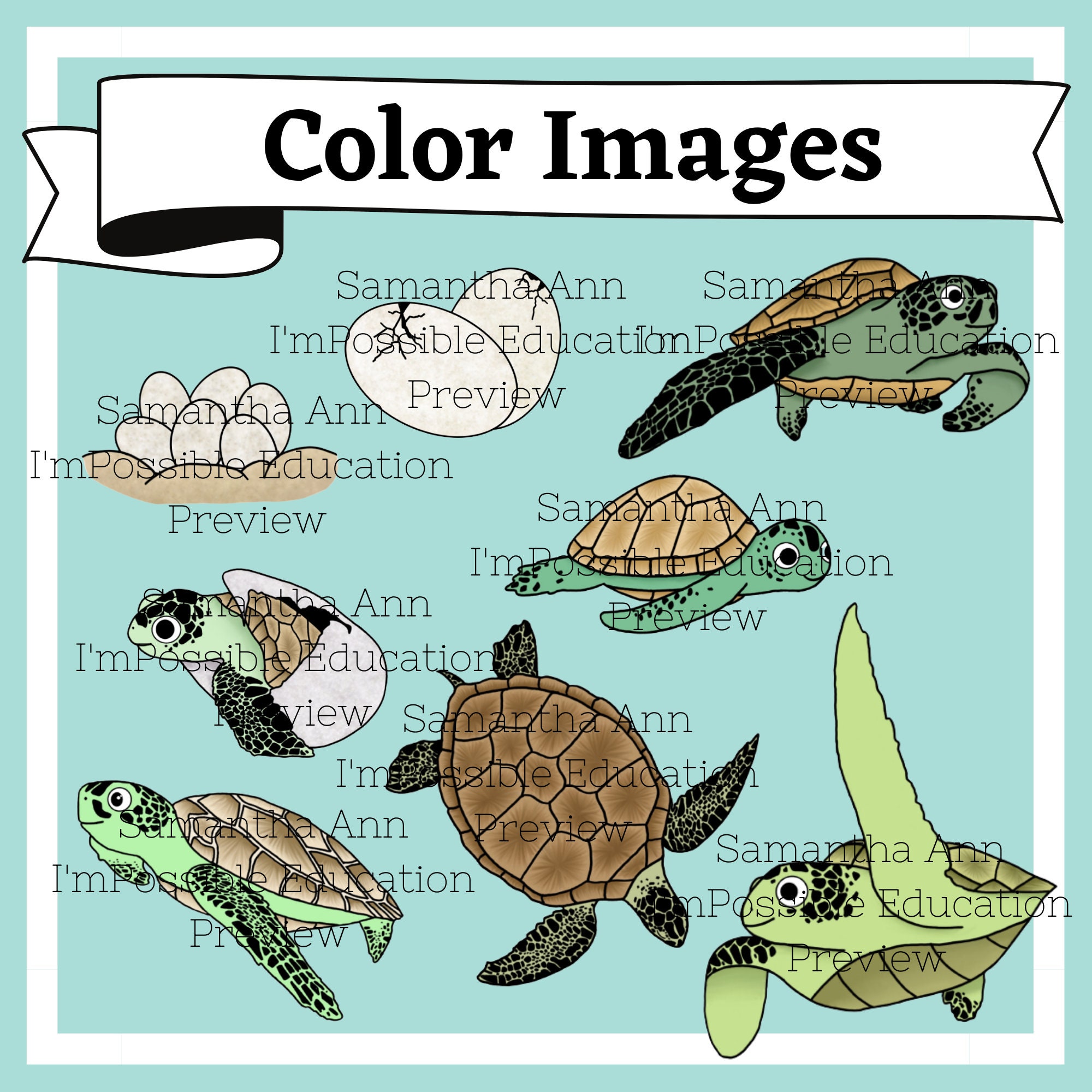 Life Cycle of a Turtle Clipart/designs - Etsy