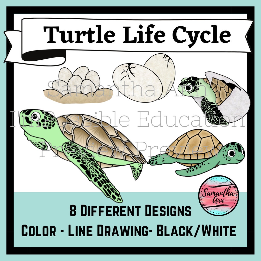 Life Cycle of a Turtle Clipart/designs - Etsy