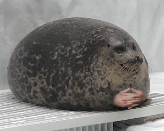 Funny Seal Meme