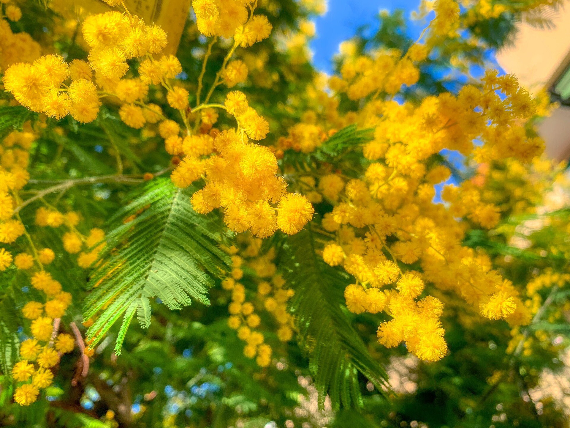 Mandarin Mimosa ~ Mandarin Orange and Champagne Blend With Mimosa ...
