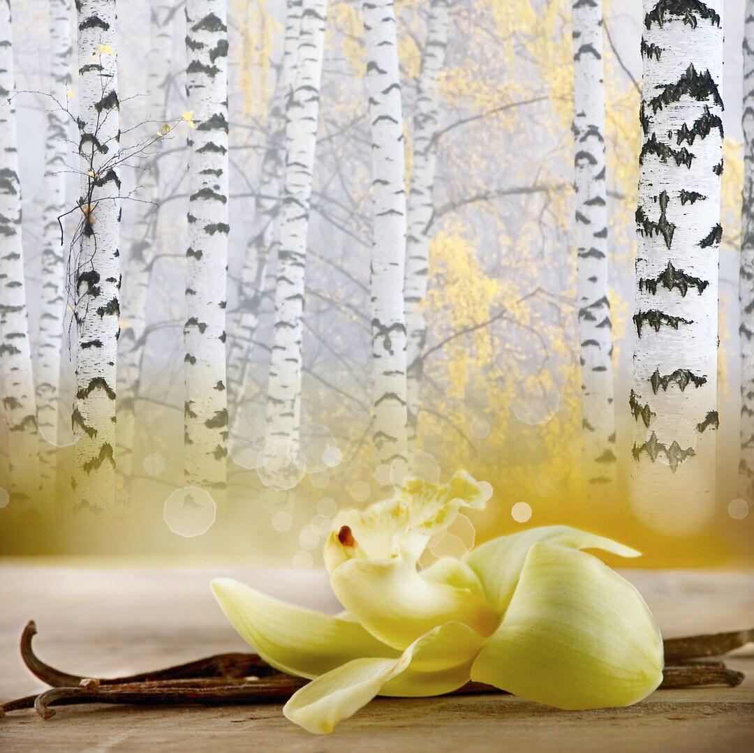 Vanilla Birch Candle ~ White Birch, Madagascar Vanilla and Warm ...