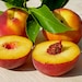 Georgia Peach Candle ~ Juicy, Ripe Peach With Green Accents Elevate ...