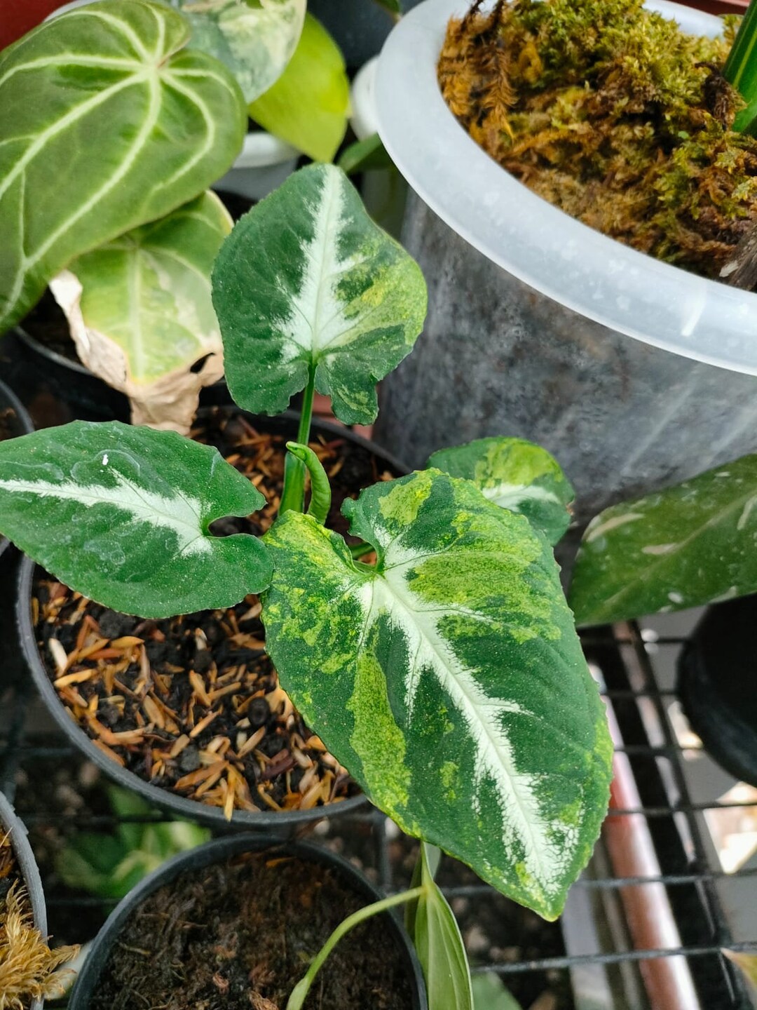 Syngonium Scrambled Eggs - Etsy