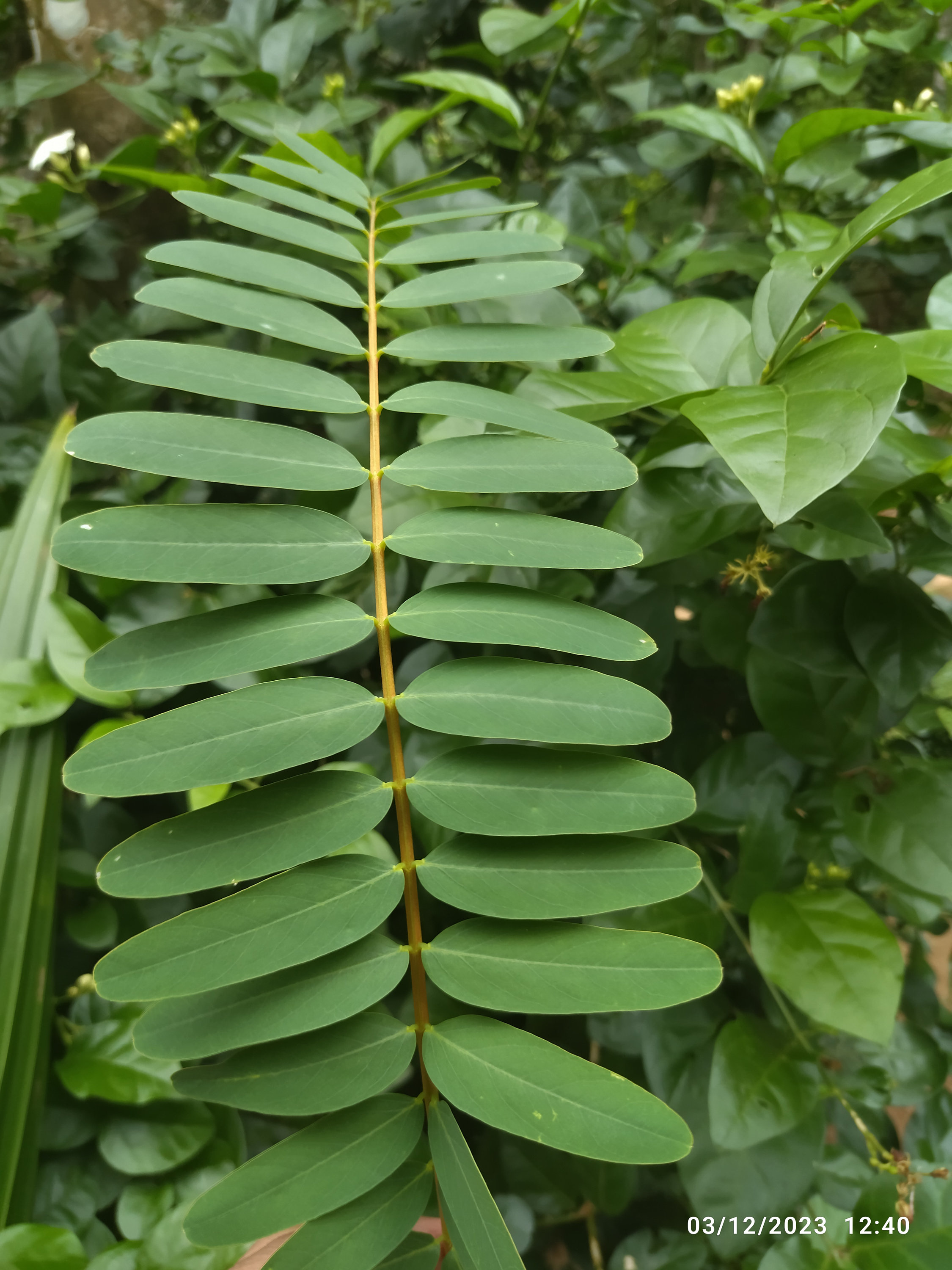 Sesbania Leaves Dried Grandiflora Hummingbird 100% Sun Dried Pure ...