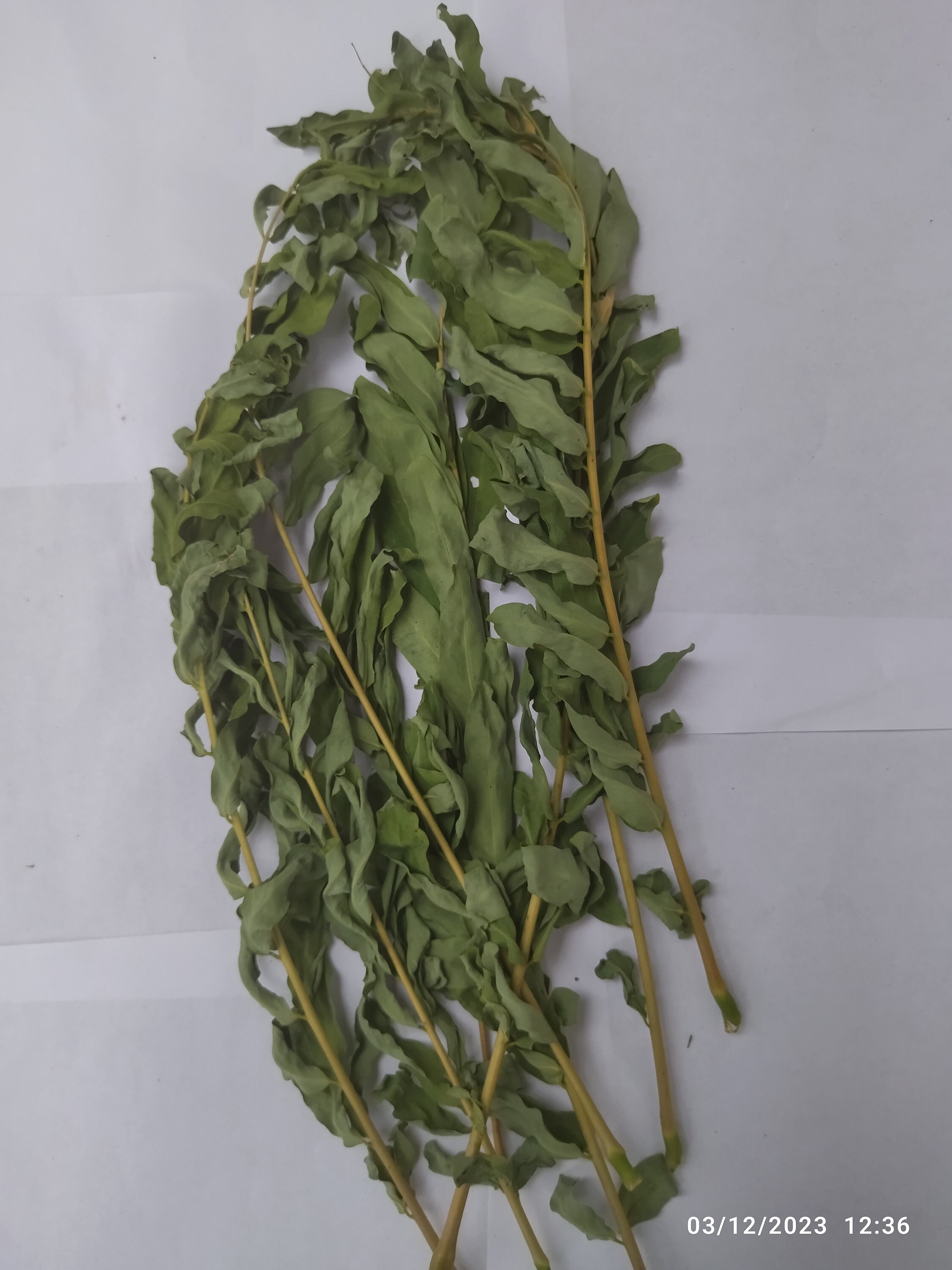Sesbania Leaves Dried Grandiflora Hummingbird 100% Sun Dried Pure ...