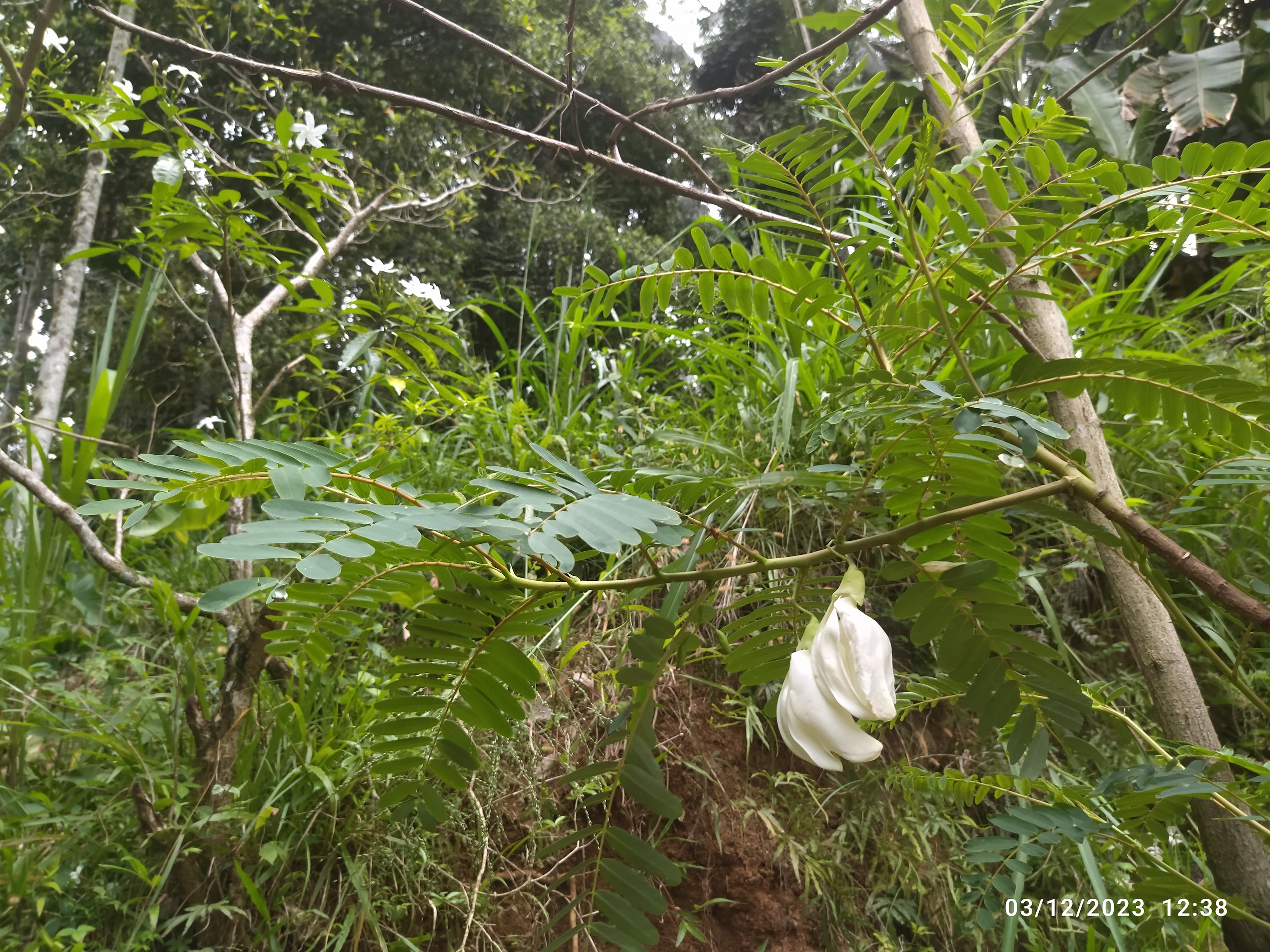 Sesbania Leaves Dried Grandiflora Hummingbird 100% Sun Dried Pure ...