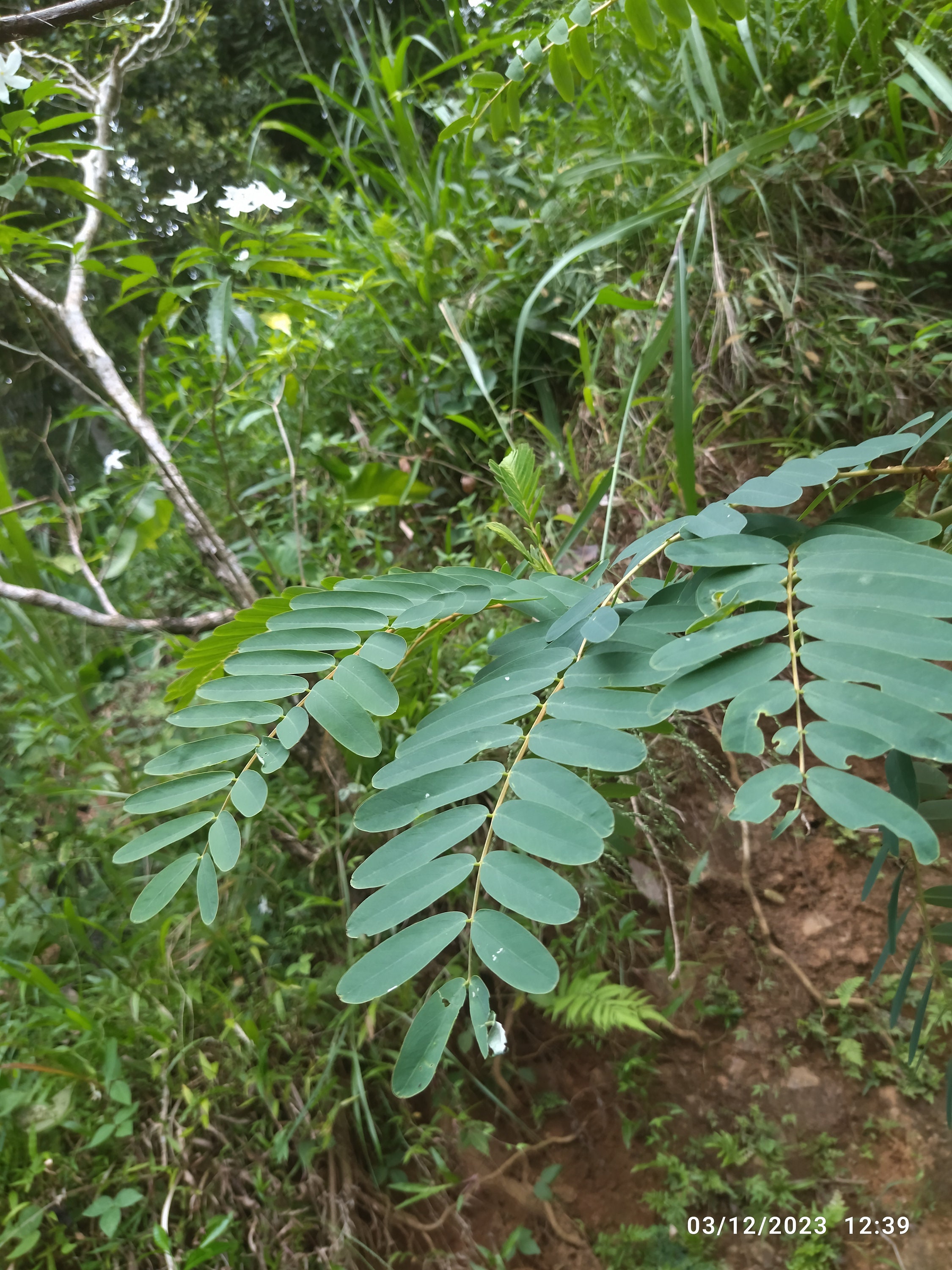 Sesbania Leaves Dried Grandiflora Hummingbird 100% Sun Dried Pure ...