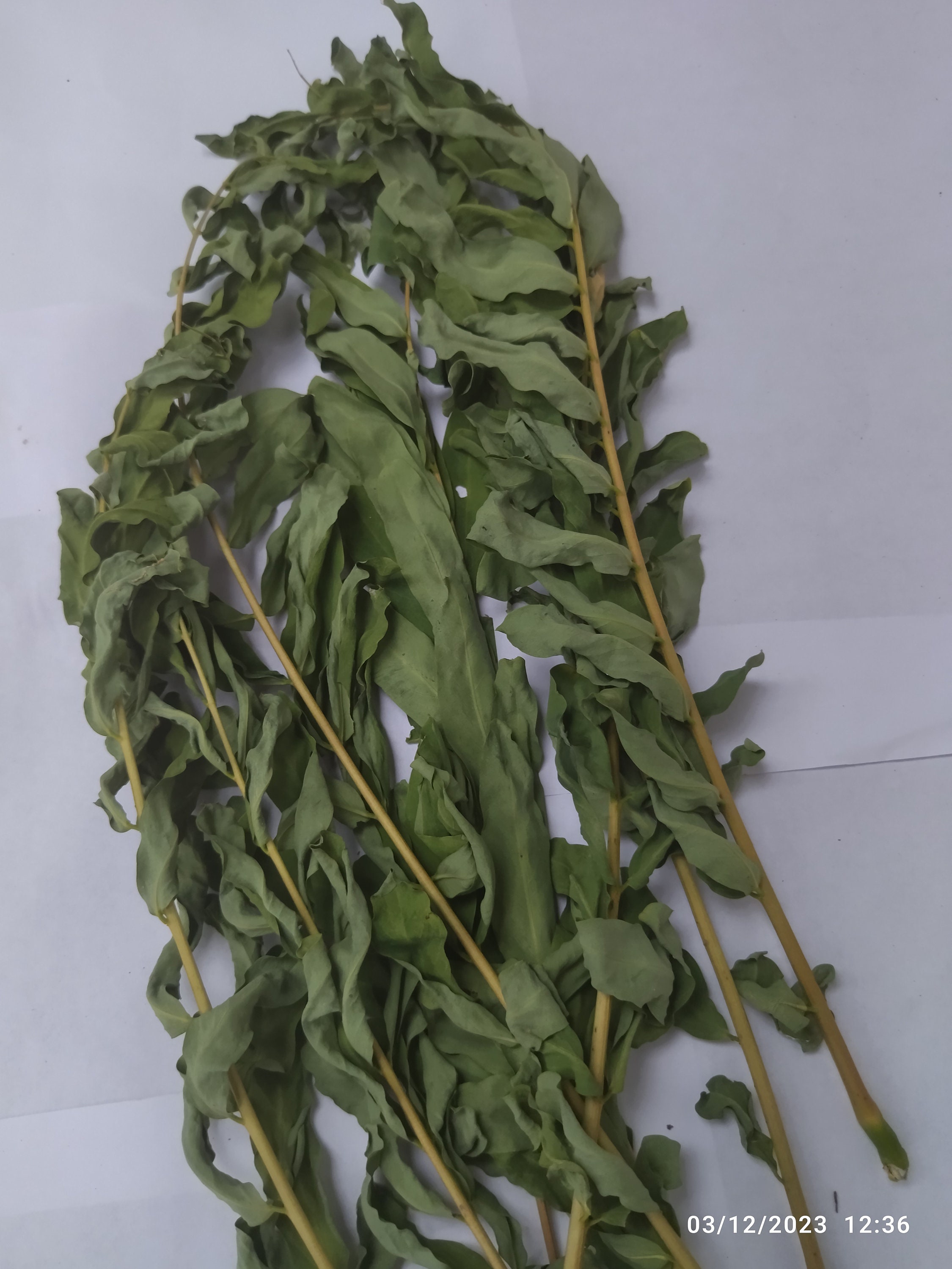 Sesbania Leaves Dried Grandiflora Hummingbird 100% Sun Dried Pure ...