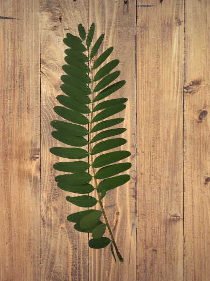 Sesbania Leaves Dried Grandiflora Hummingbird 100% Sun Dried Pure ...