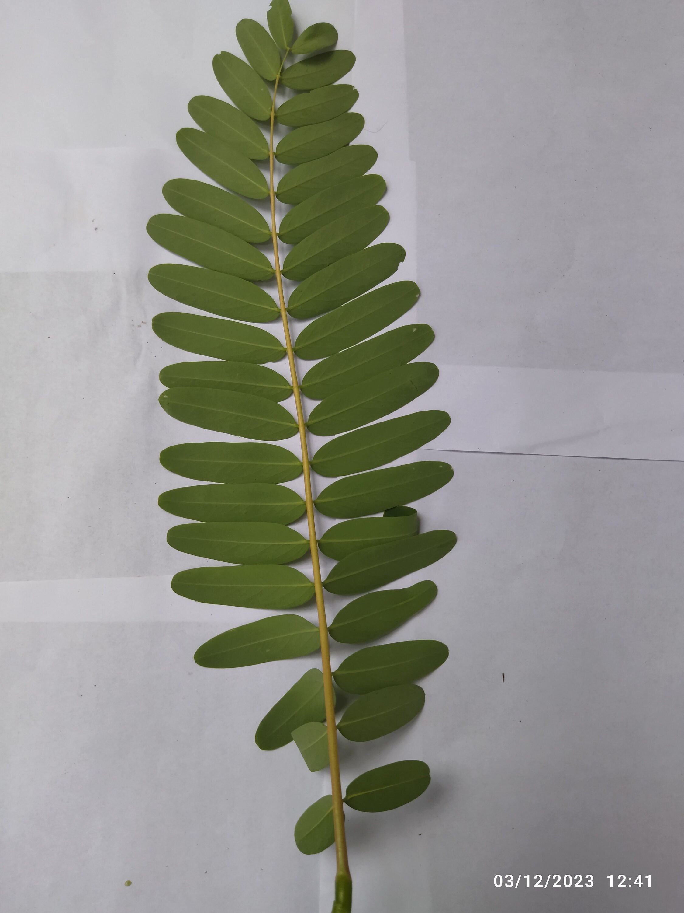 Sesbania Leaves Dried Grandiflora Hummingbird 100% Sun Dried Pure ...