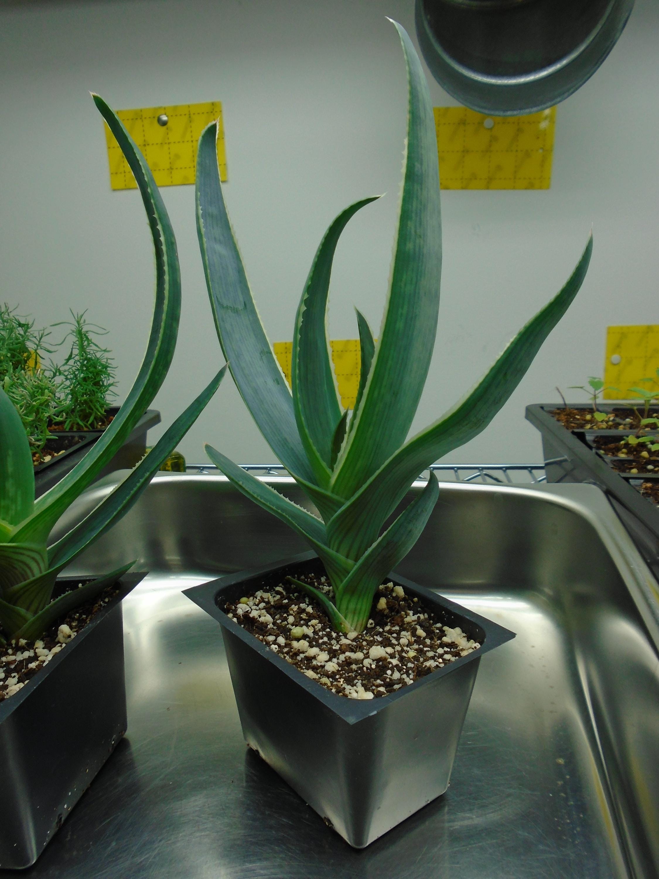 Coral Aloe (aloe Striata) - Etsy