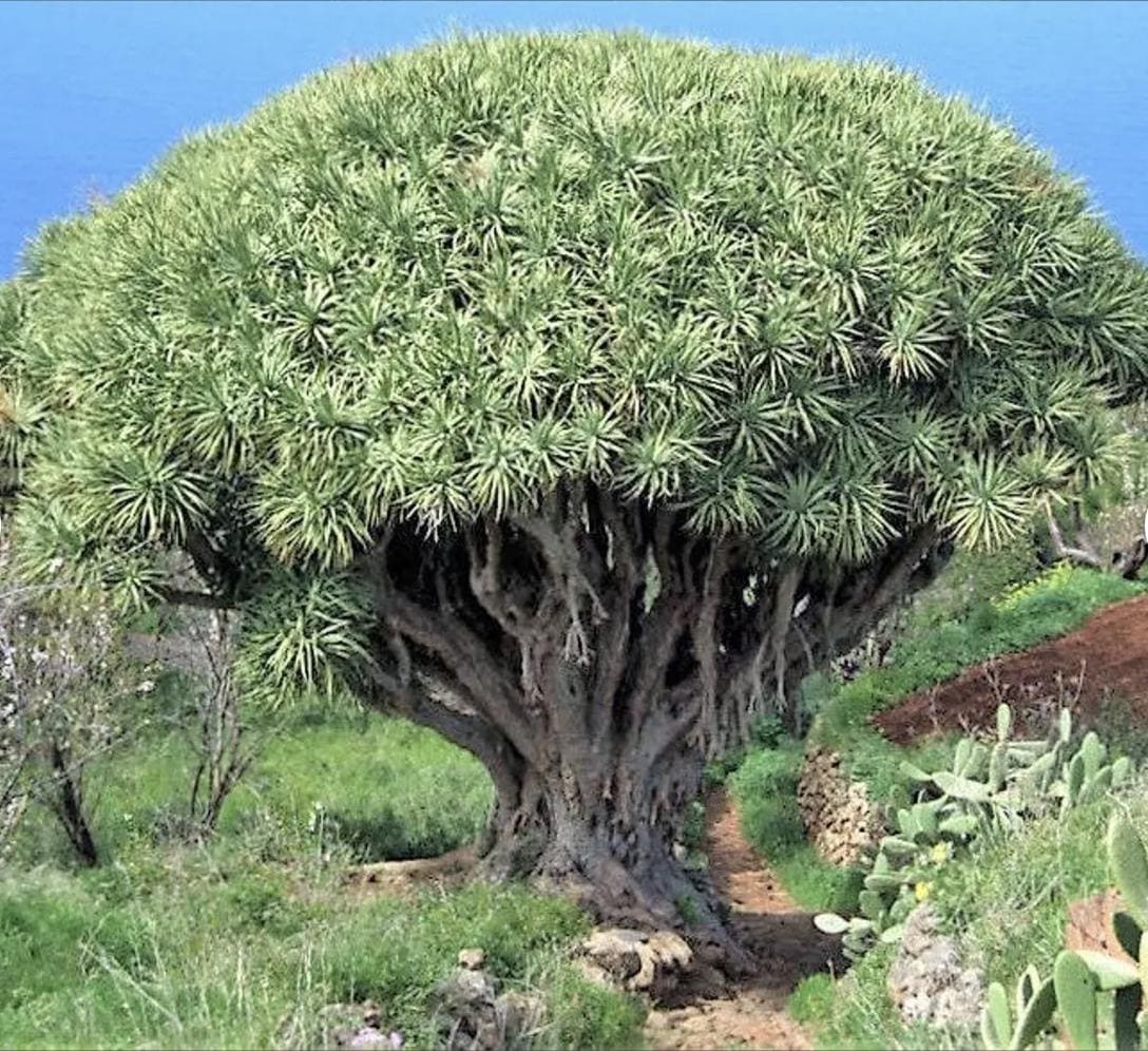 Dracaena Draco 'dragon Tree' - Etsy