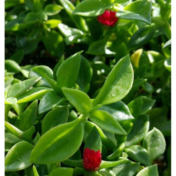 Baby Sun Rose Succulent - Etsy